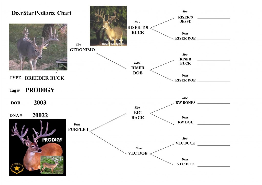 Prodigy - Deer Star Breeders - The Texas Typical Genetic Deer ...