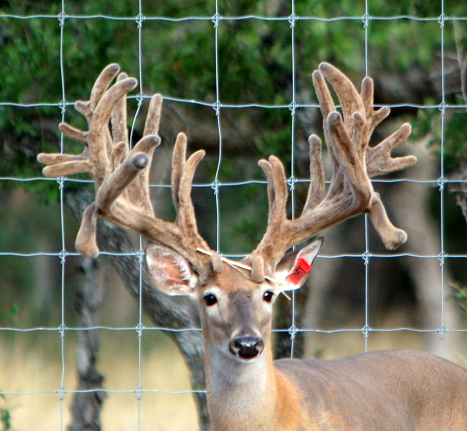 Gameball - Deer Star Breeders - The Texas Typical Genetic Deer ...