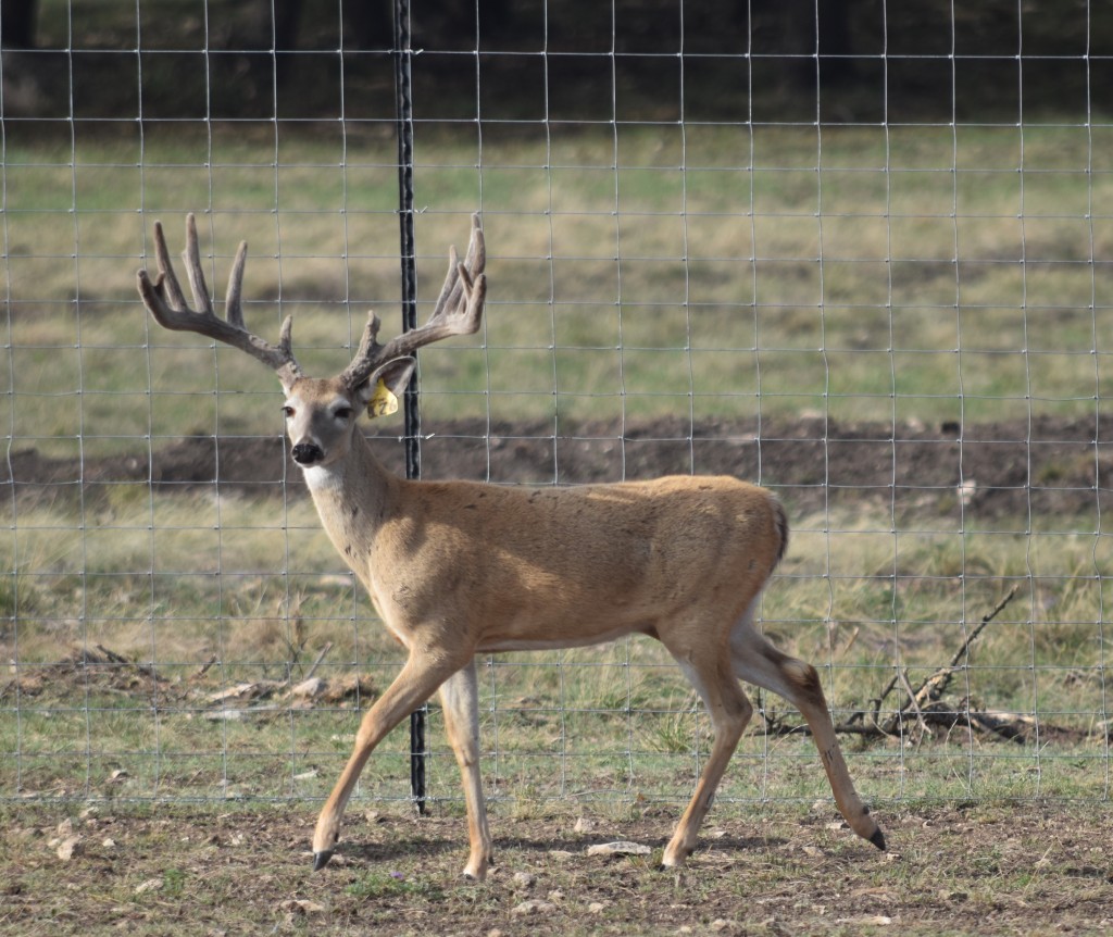 Image Gallery - DeerStar Typicals - Deer Star Breeders - The Texas ...